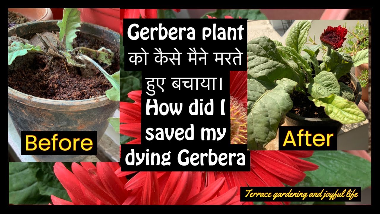 How I saved my dying Gerbera. कैसे मैंने मरते हुए Gerbera plant को ...