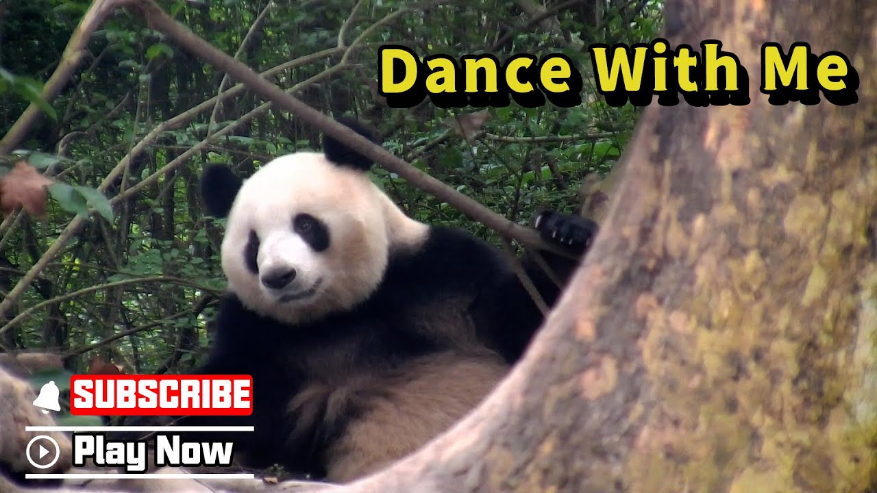 You Can Tell How Happy This Panda Is By Its Dance Moves | iPanda - YouTube
