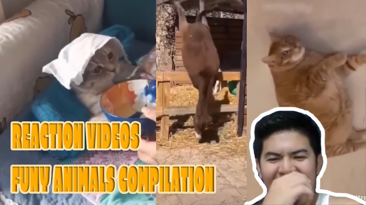 Funny Videos Animal Compilation l Reaction Video l Emz & Vin - YouTube