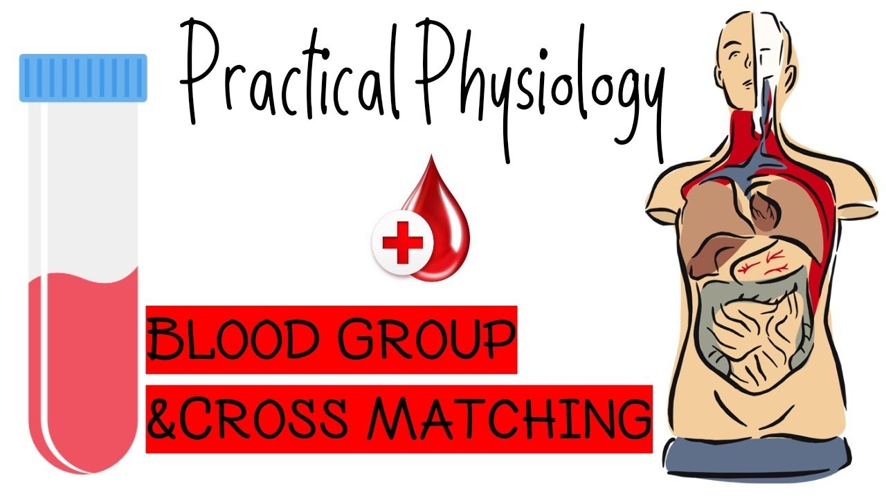 Physiology | Practical | Blood Group & Cross Matching - YouTube
