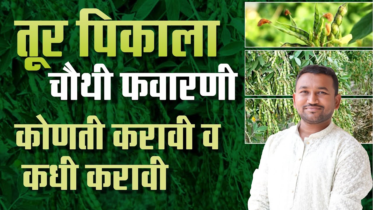 तुरीला चौथी फवारणी कोणती करावी ।टपोरे दाणे ।भक्कम वजन ।जोमदार शेंगा ...