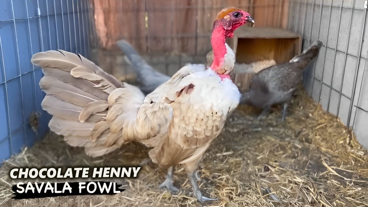 Quality Birds 💯 Hennie SAVALA FOWL Beautiful Birds - YouTube