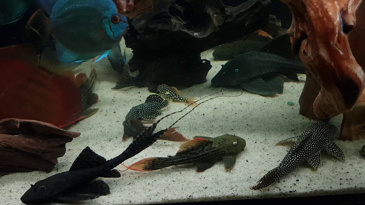Pleco l25..l24..l14..l273..l137..L172..l600..L27C..L27D..L200..L128 ...