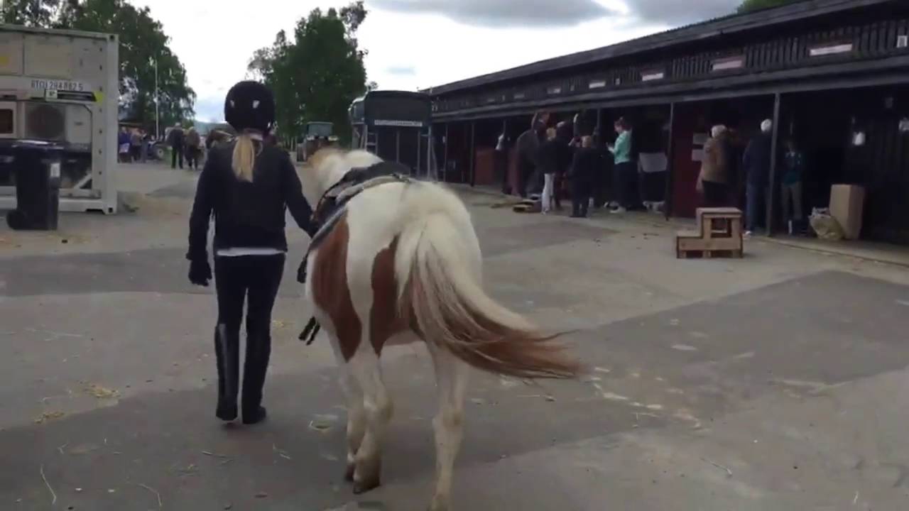 My First Show Jumping Competition!|Daisy Stalls - YouTube