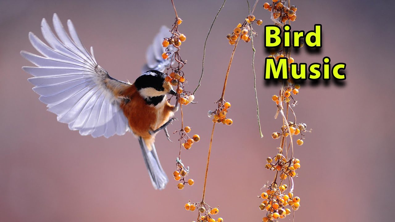 Bird Music, Deep Meditation Music, Bird Sounds, "Soothing Sounds of ...