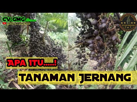 penjelasan singkat tentang tanaman jernang #dragonblood #deamonorop ...