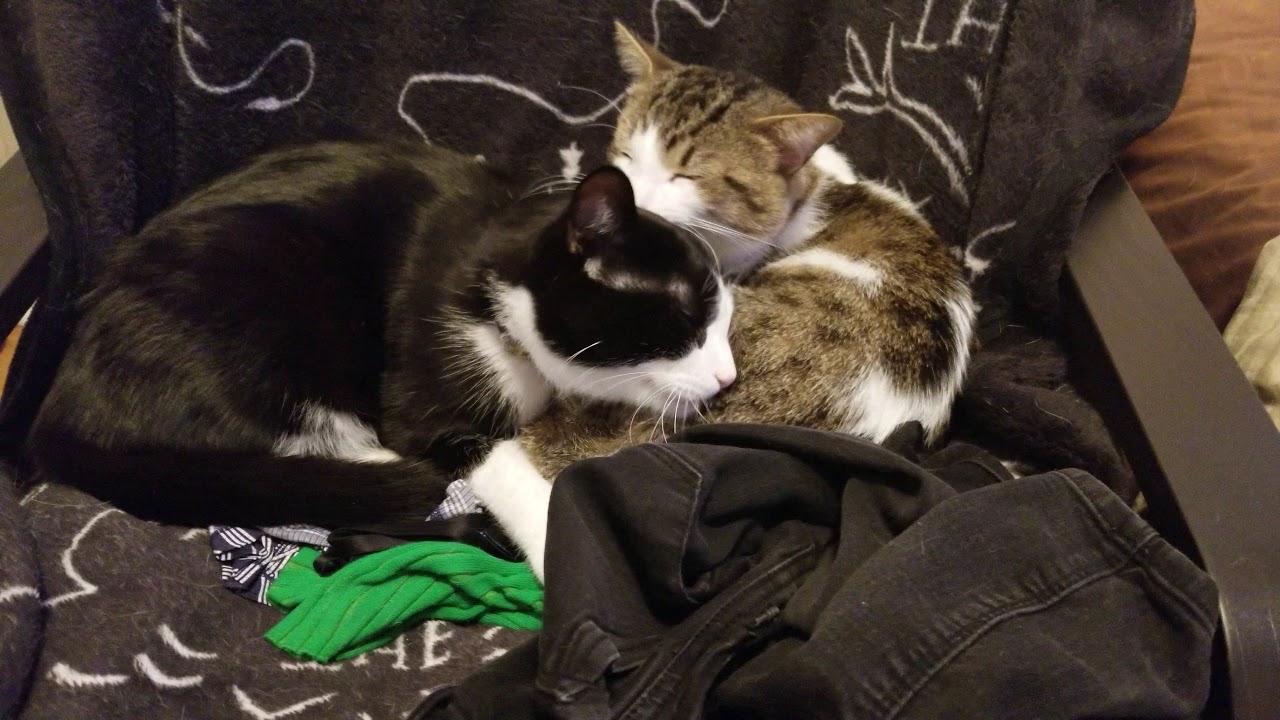 Cat Cuddle Puddle! - YouTube