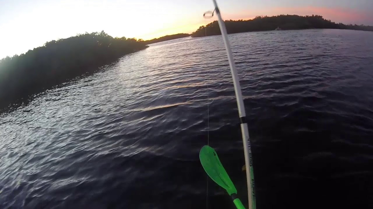 Ozello Kayak Fishing Top Water Bluefish - YouTube