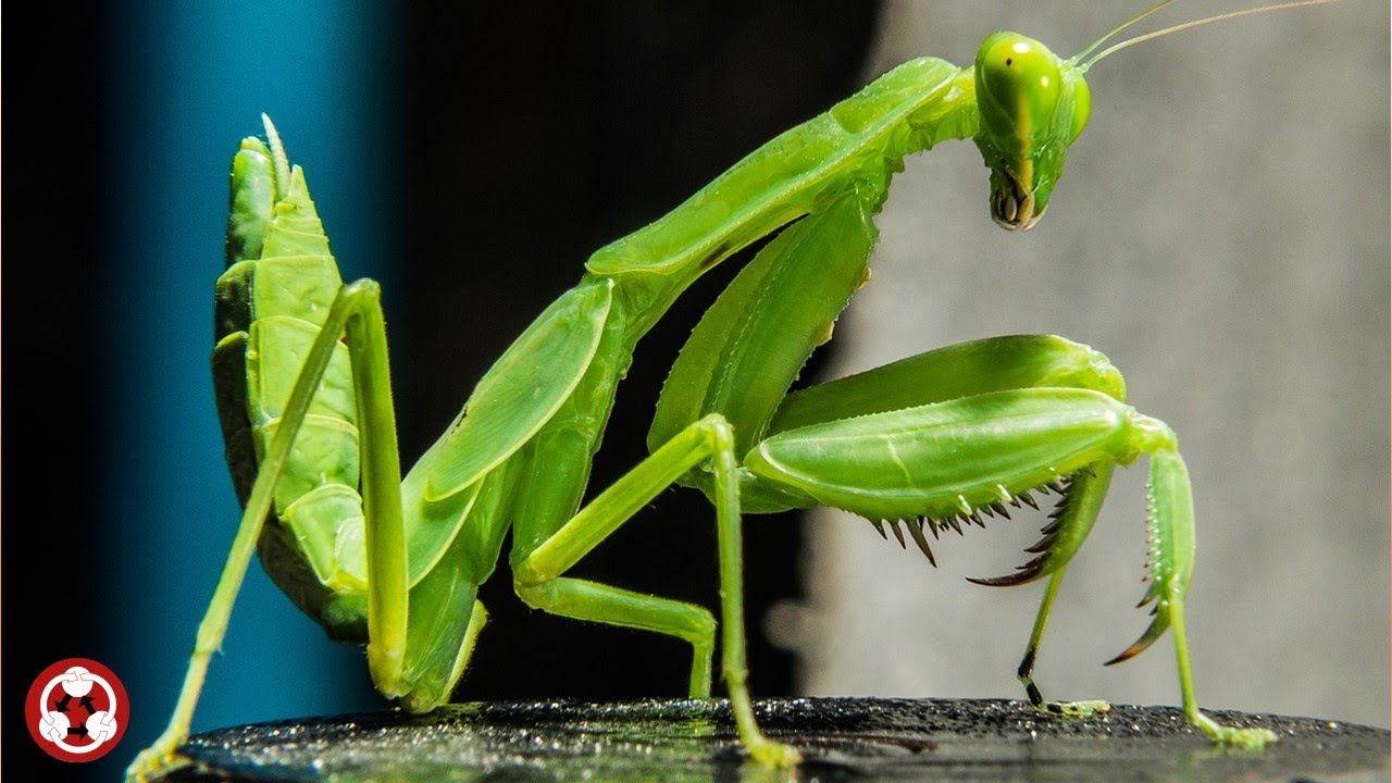 4 Insects 昆虫 How to say #mantis, #prayingmantis ##howtopronounce # ...