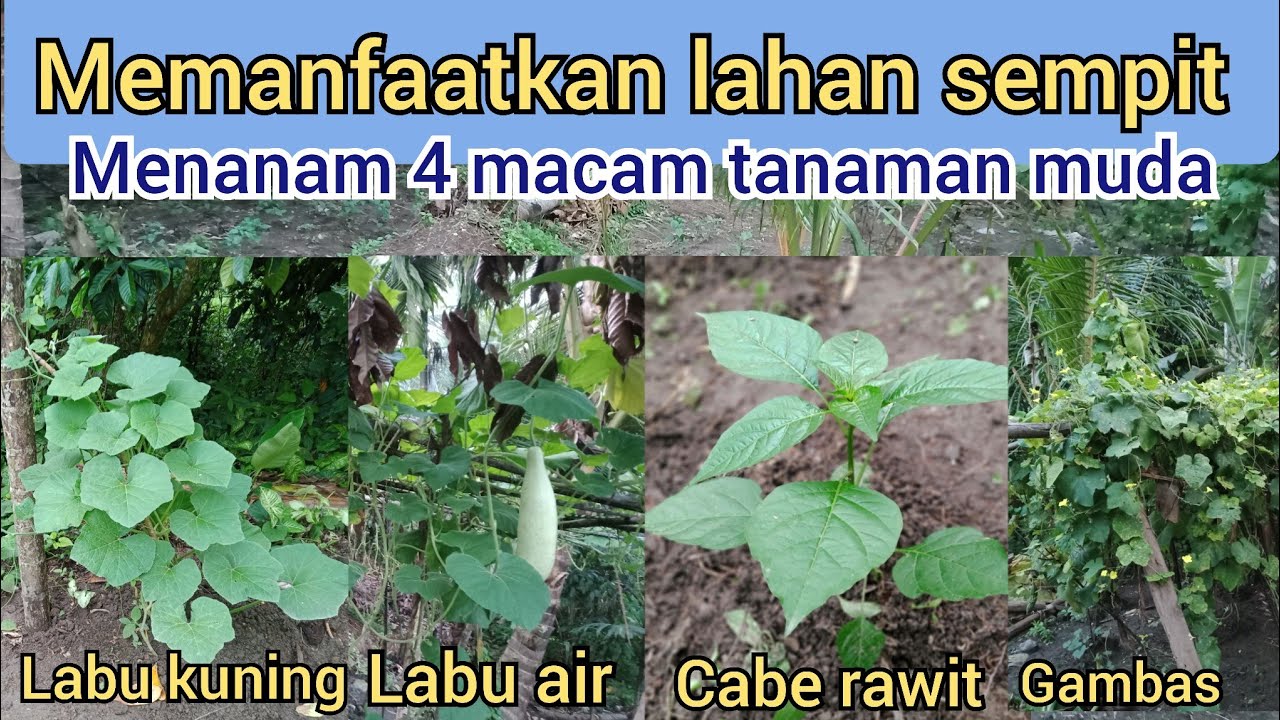 gambas/oyong,cabe rawit,labu air,labu kuning manfaatkan lahan sempit ...