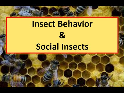Insect Behavior & Social Insects I Honey bee Colony Behavior I Miller ...