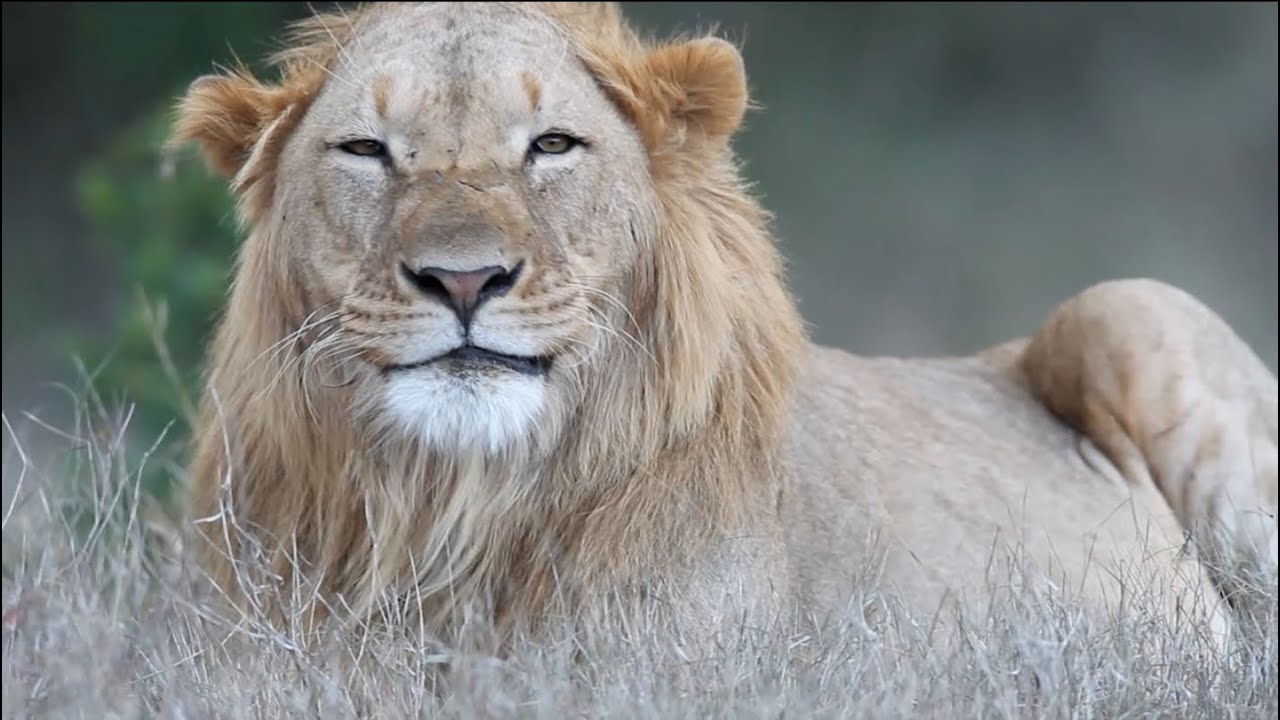 Chris Bray Photography - Safaris - YouTube