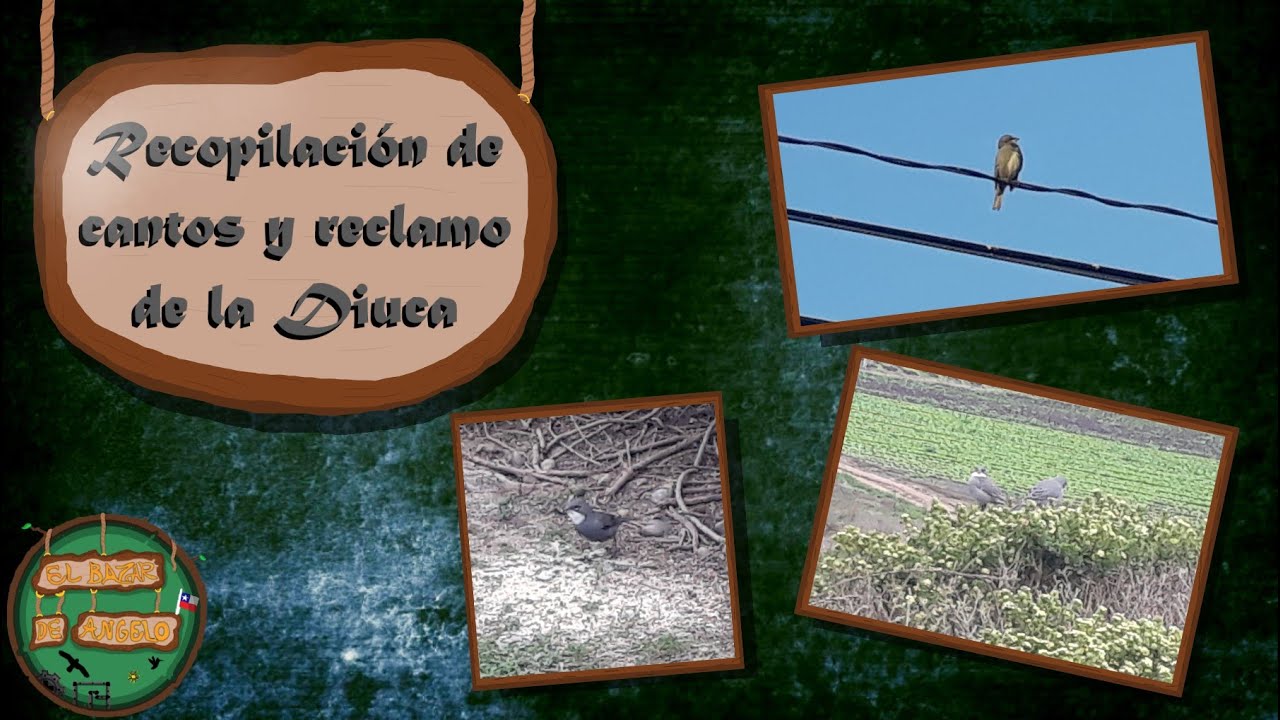 Recopilación de cantos y reclamo de la Diuca (Diuca diuca) Aves de ...