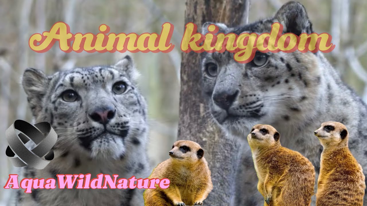 Into The Animal kingdom - YouTube