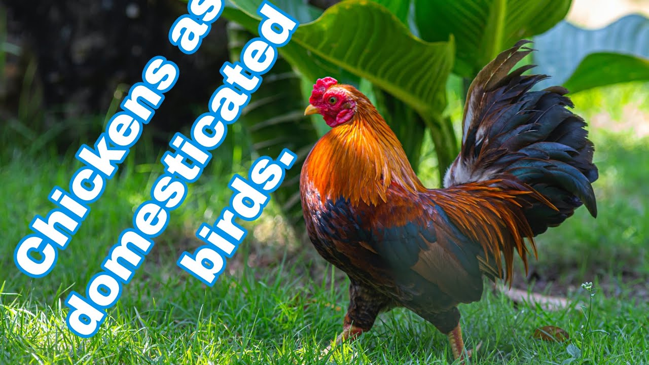 Chickens as domesticated birds. #animals #chicken #chickens - YouTube