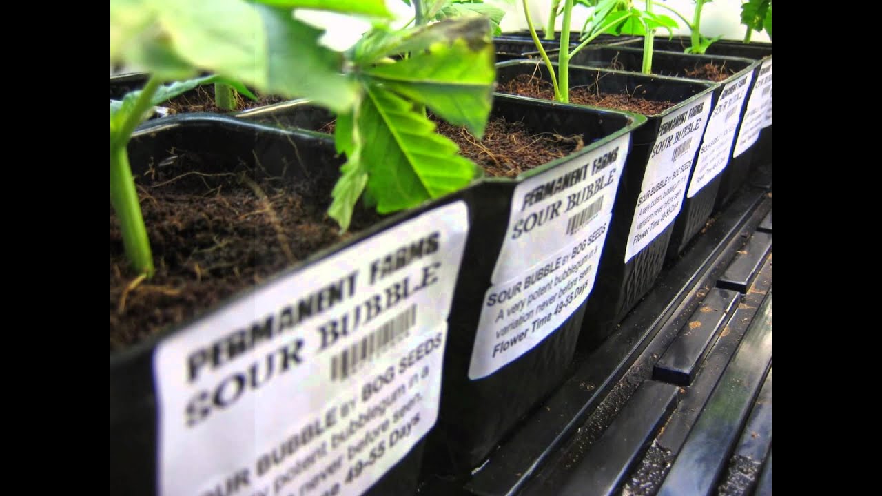 My Trip to Permanent Farms Cannabis Micro-Grow - YouTube