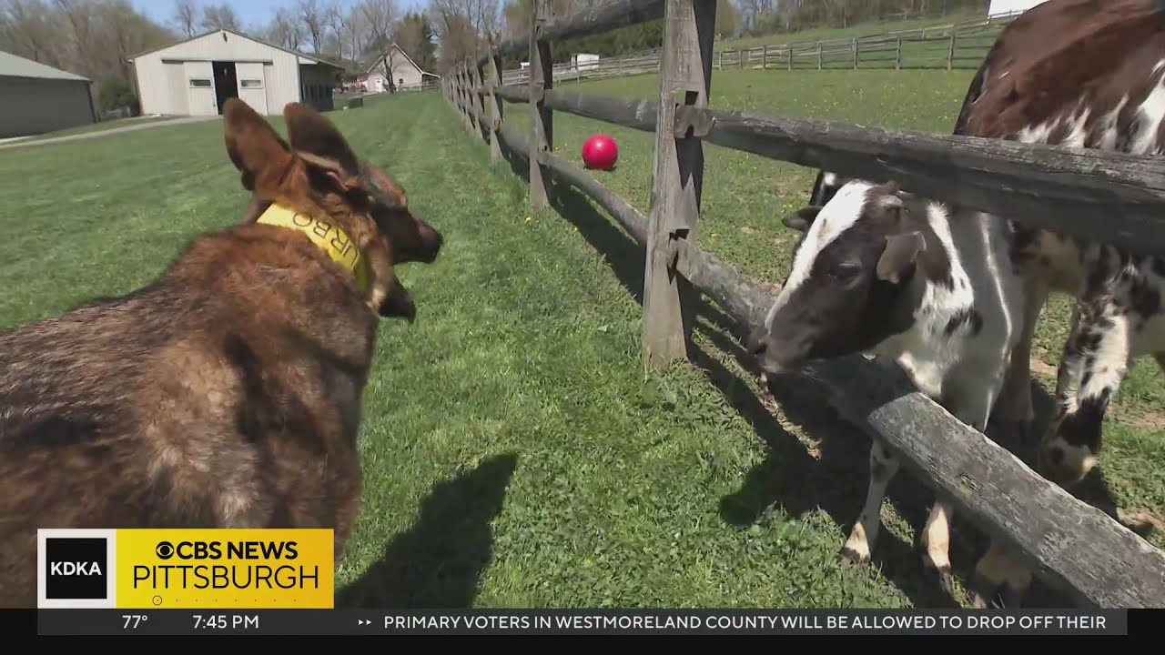 Paw and Order Dog Training help dogs get ready for their forever homes ...