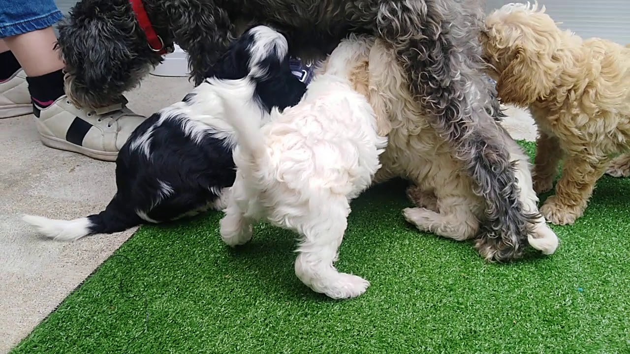 Hunter Valley Puppies - 2nd Gen Schnoodles - YouTube