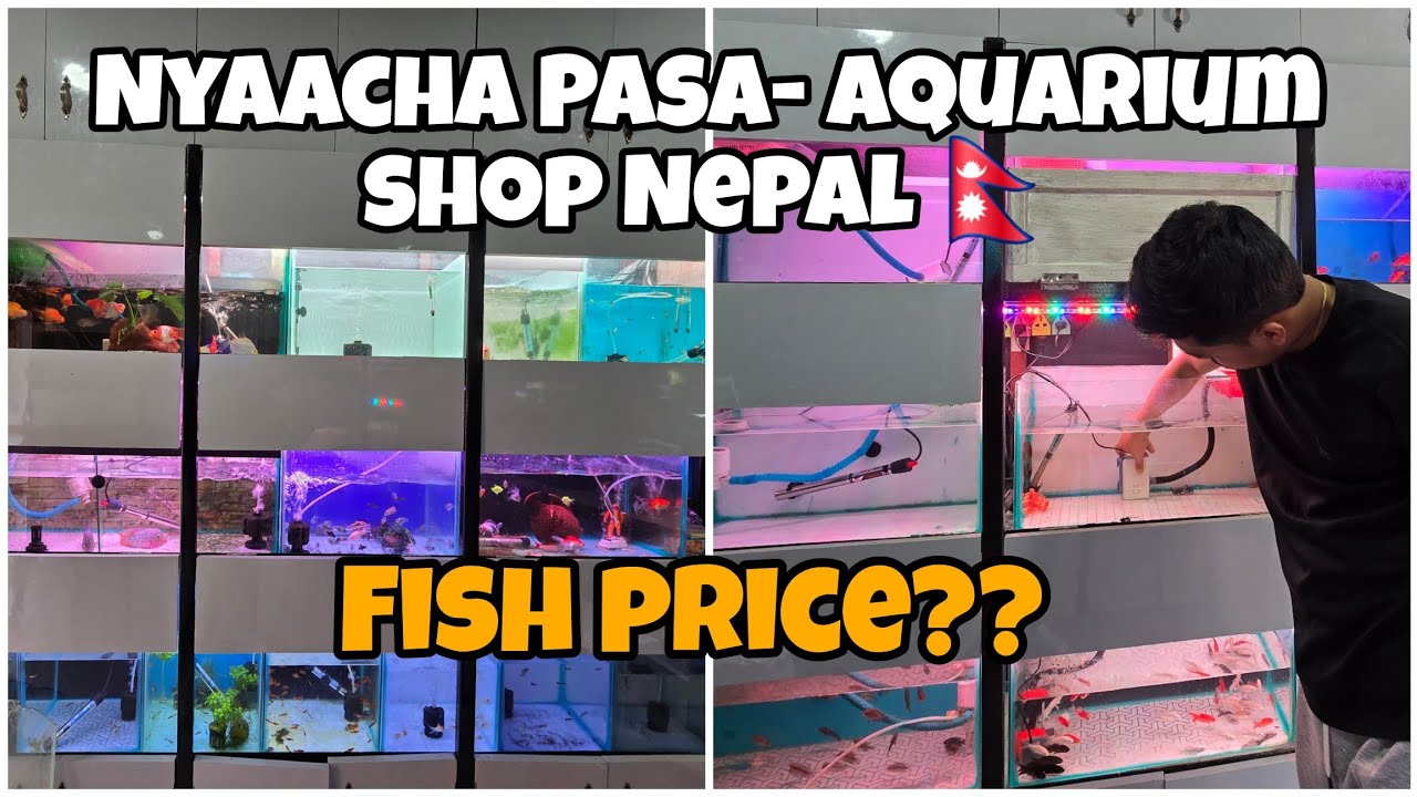 Exploring fish at Nyaacha Pasa- Aquarium Shop Nepal 🇳🇵 ##aquariumshop # ...
