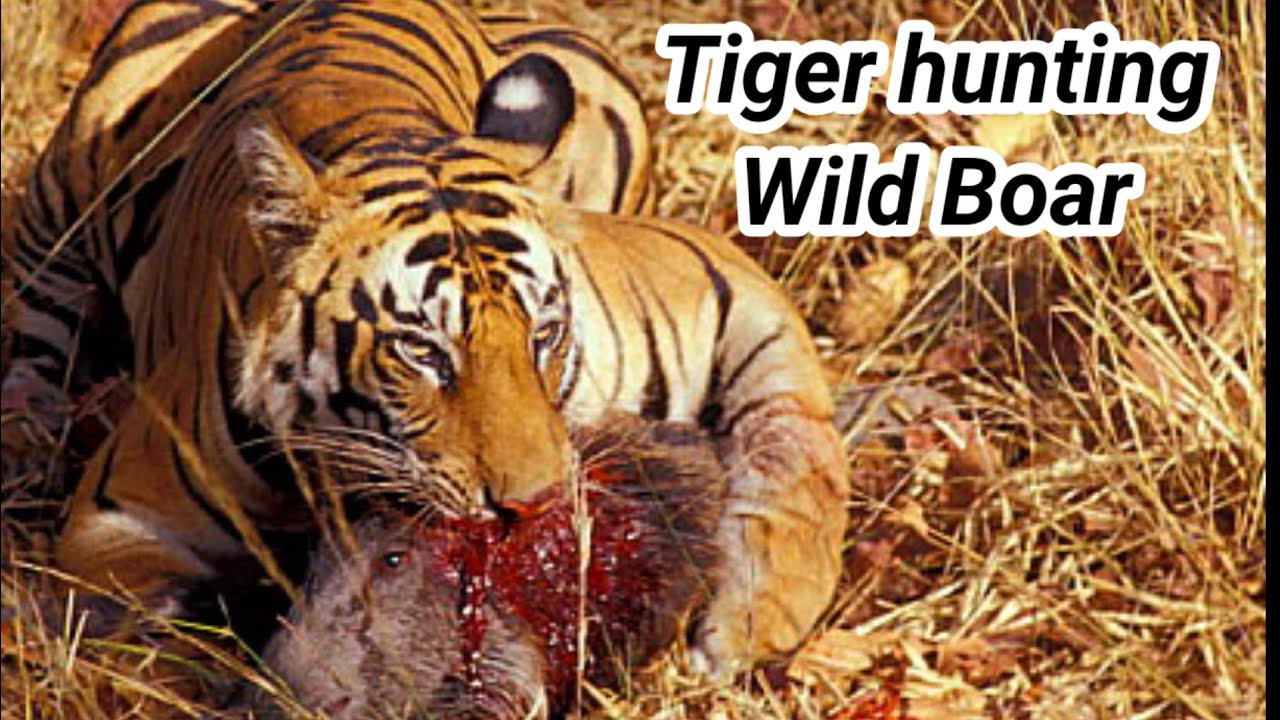 Tiger Kills wild Boar. Tiger attacks Bear.Tiger Hunting Buffalo.# Bark ...