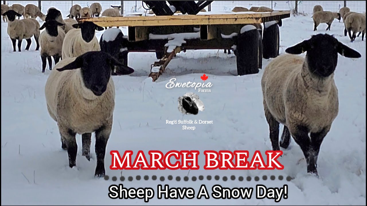 March Break Fun! Yearling Ewe Lambs Play in the Snow - YouTube