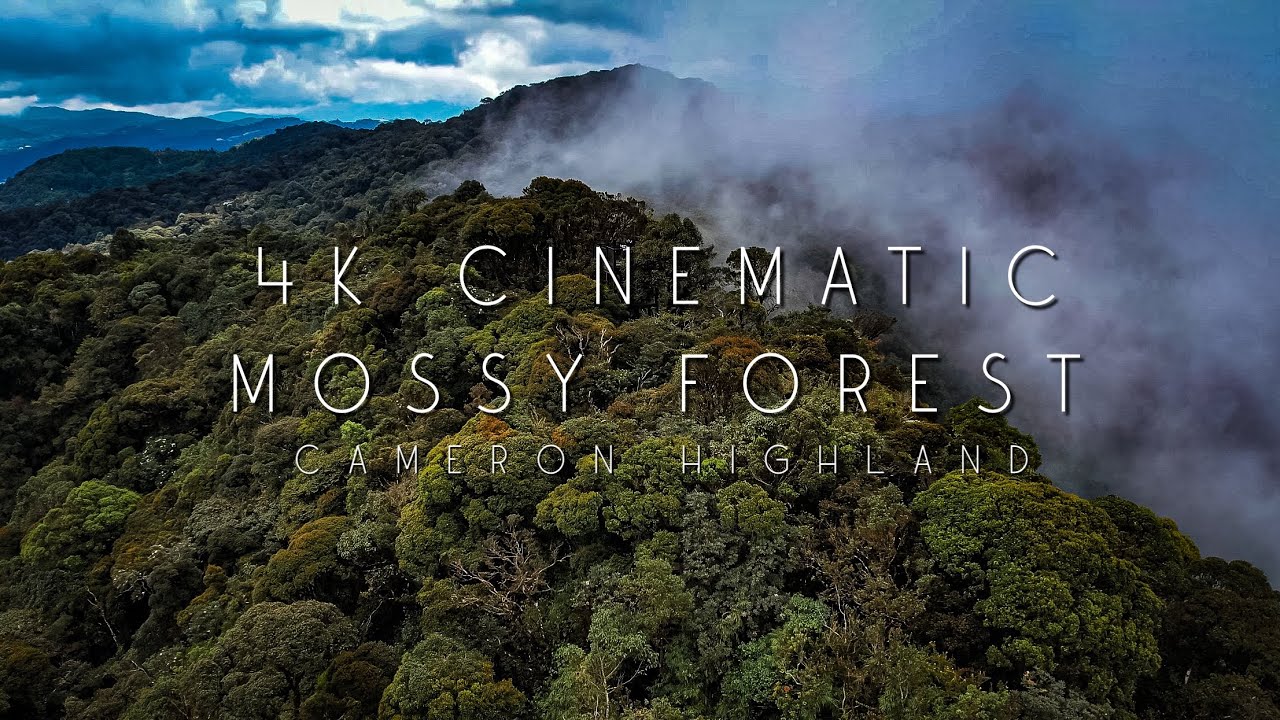 4K | Mossy Forest | Cameron Highland - YouTube