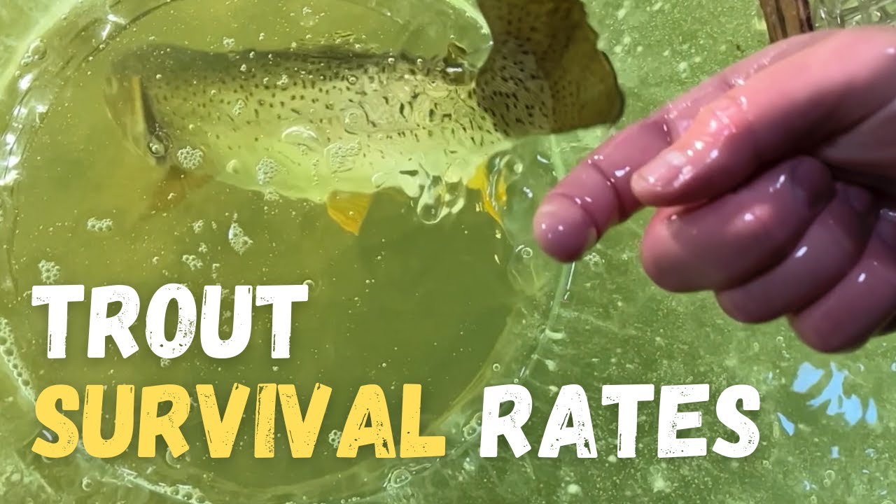 Ice Fishing: How to Properly Catch and Release Trout - YouTube