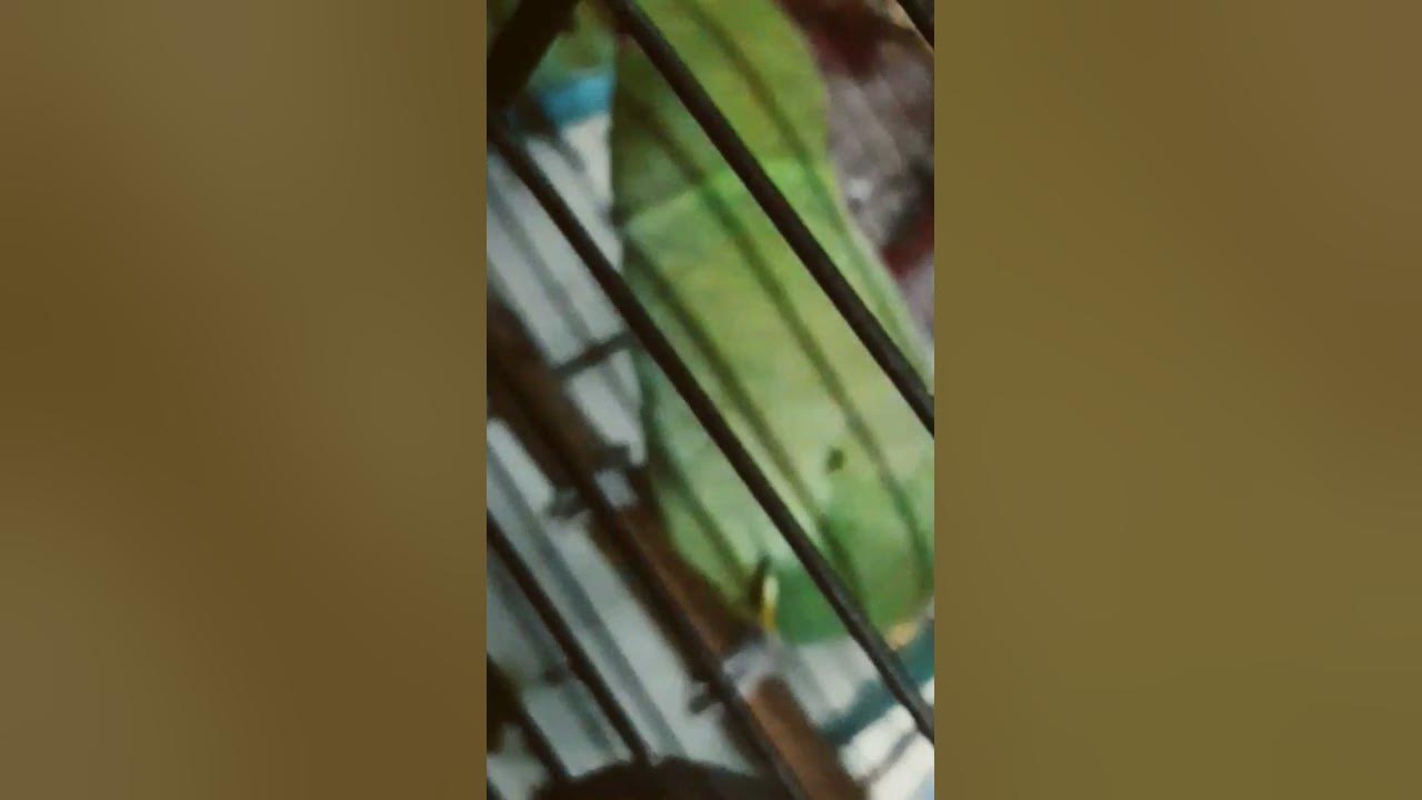 Mitthu khelne subscribe please - YouTube