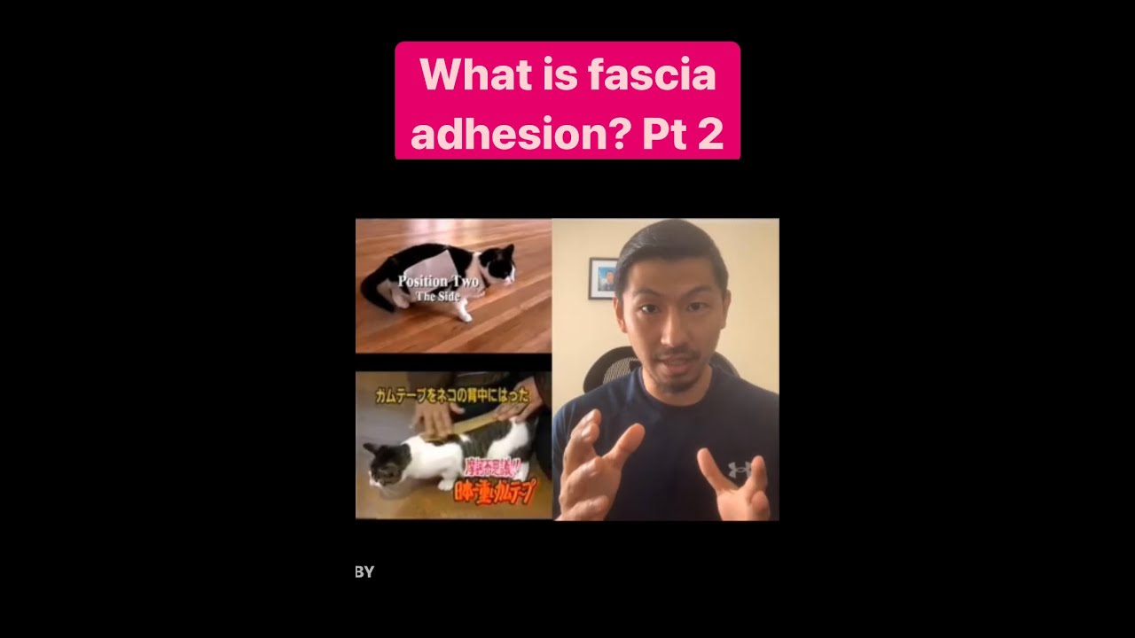 What is FASCIA adhesion? Pt. 2 - Hyperarch Fascia Training & Therapy ...