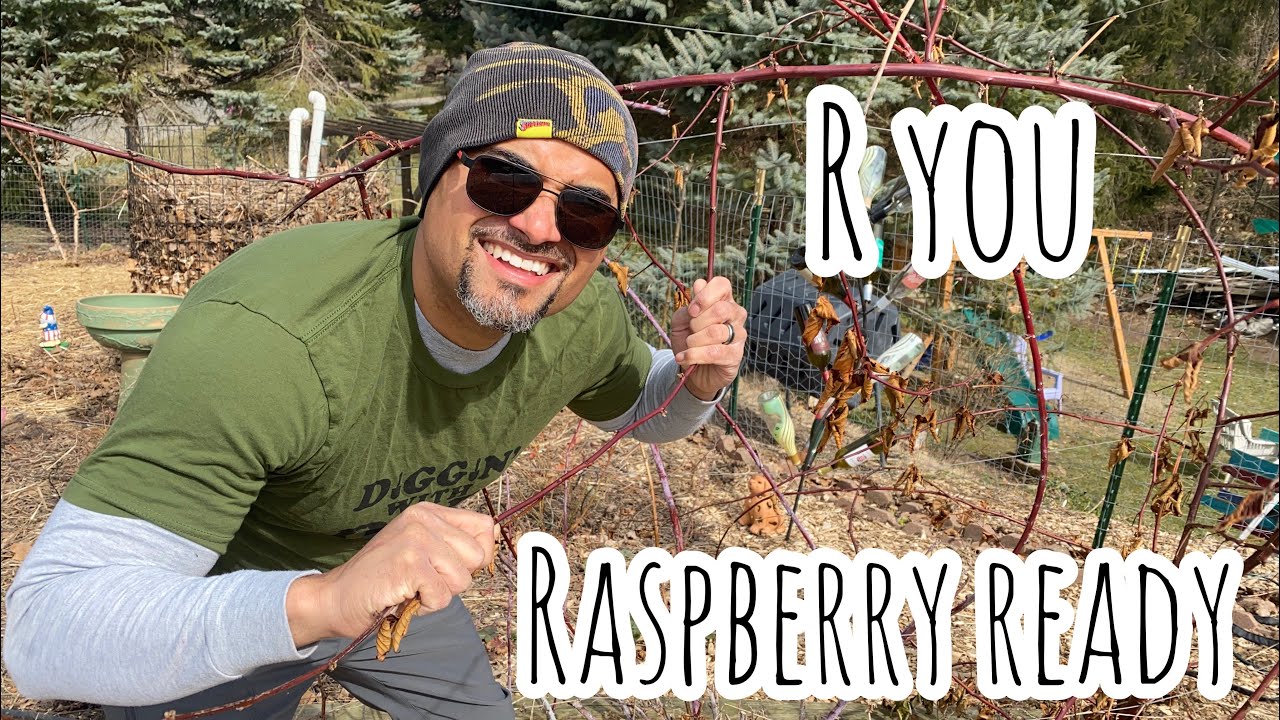 How To Transplant Raspberry Canes - YouTube