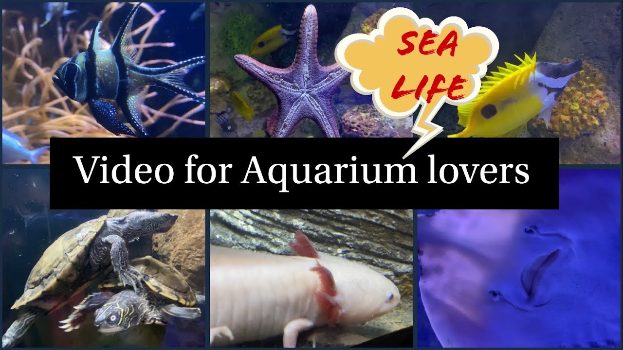 Liverpool Aquarium with relaxing music - World Museum - Sea life ...