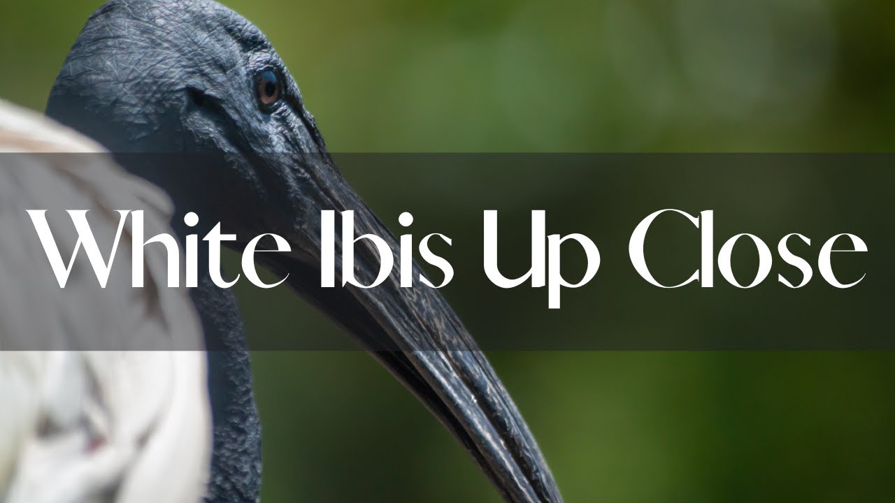 Bin Chickens Of Sydney | 3 Minutes Of Aussie Ibis Bliss 🐣 #birds # ...