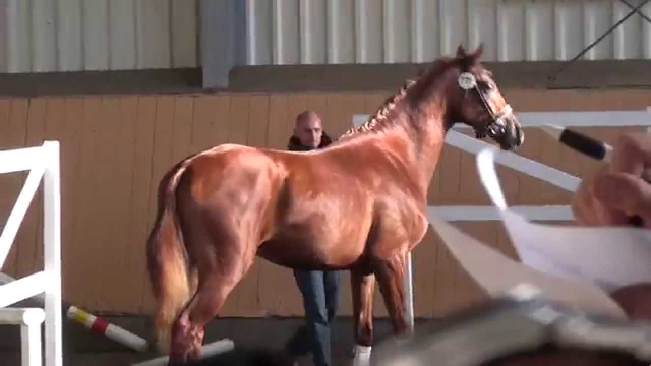Quaterhall-Alabaster stallion * 2013 - YouTube