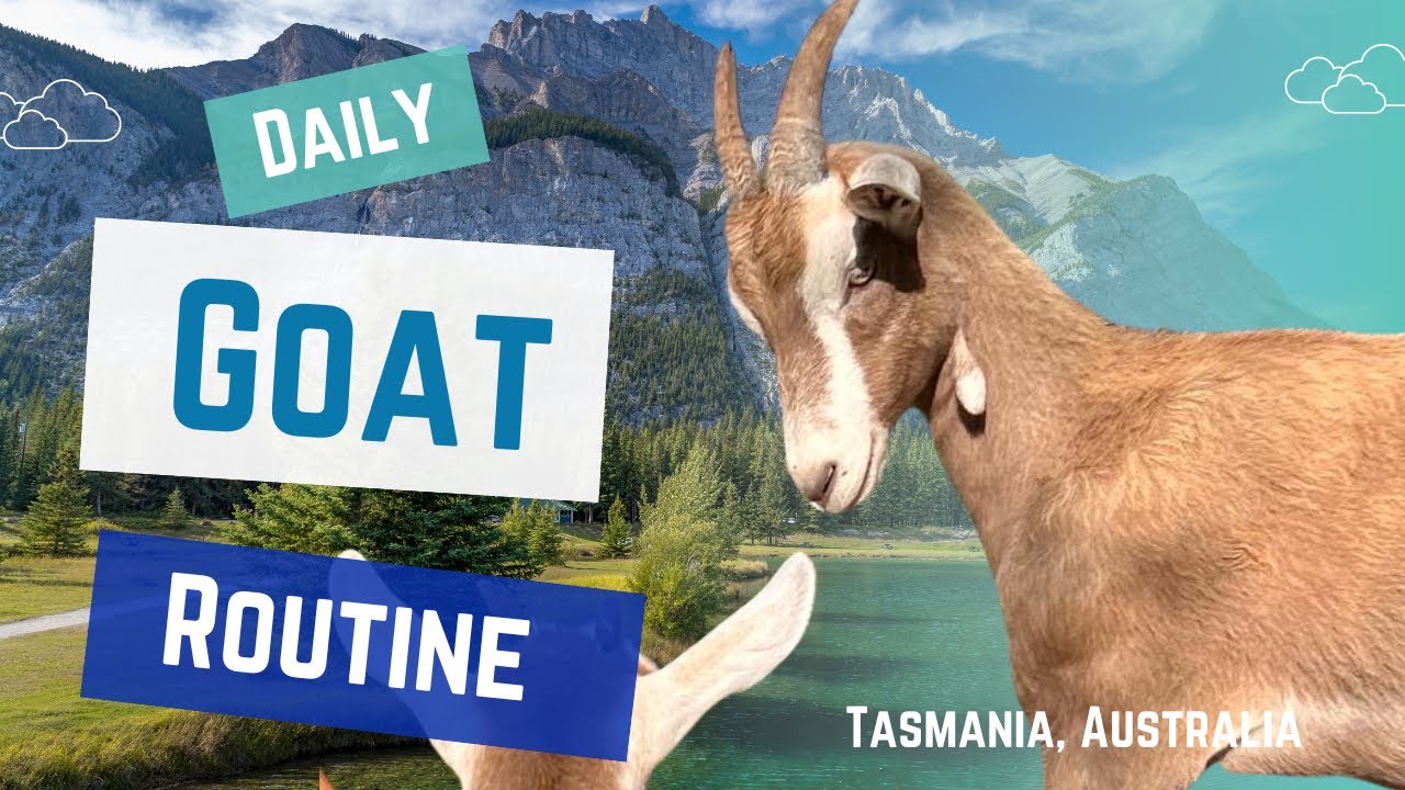 My daily goat routine - Tasmania, Australia - YouTube