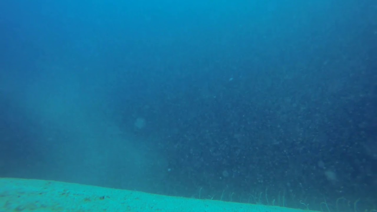 Heterocongrinae (The garden eels) - YouTube