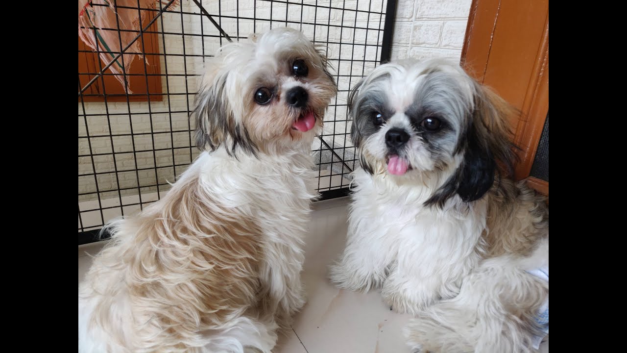 LHASA APSO & SHIH TZU (GUBBLY-BUBBLY) GROWTH FROM 7TH MONTH TO 1 YEAR ...