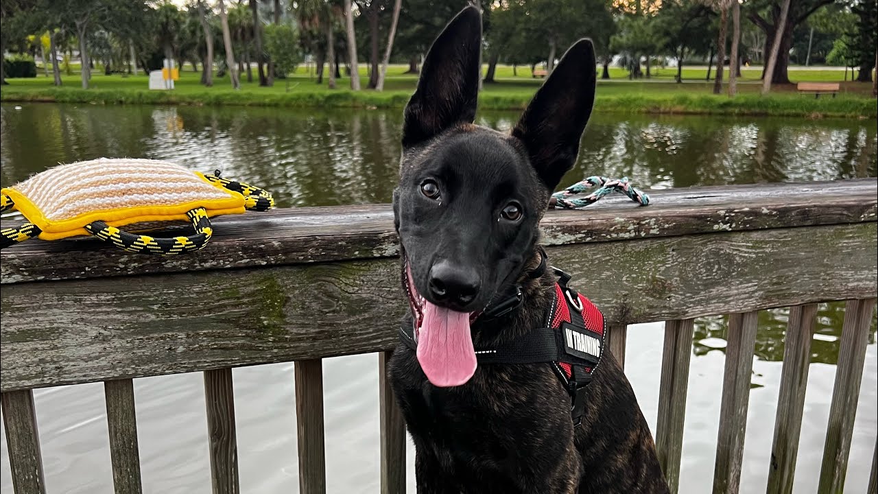DUTCH SHEPHERD | DRACO | FUTURE SERVICE DOG | 10 DAY BOARD AND TRAIN ...
