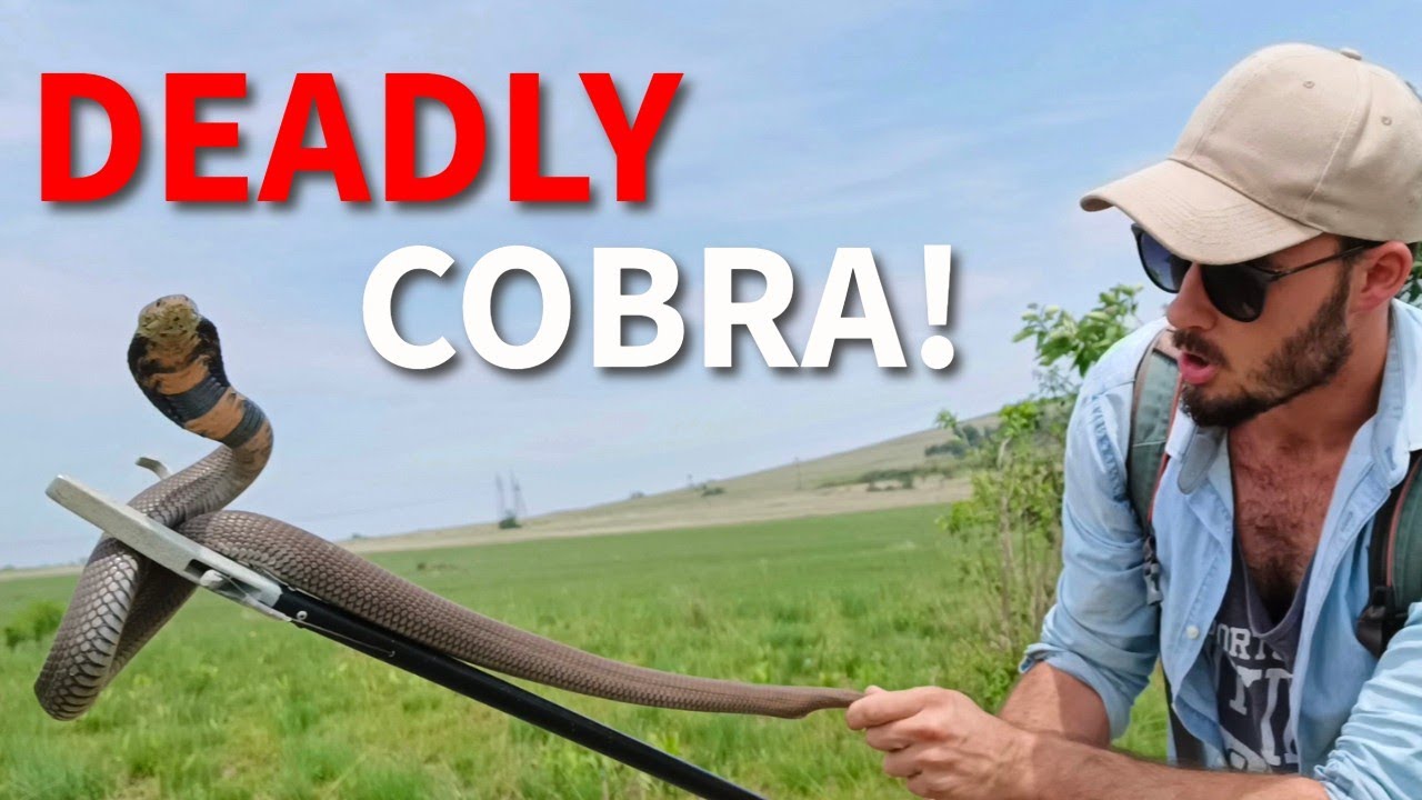 I Found A Spitting Cobra! Summer Snake Hunting - YouTube