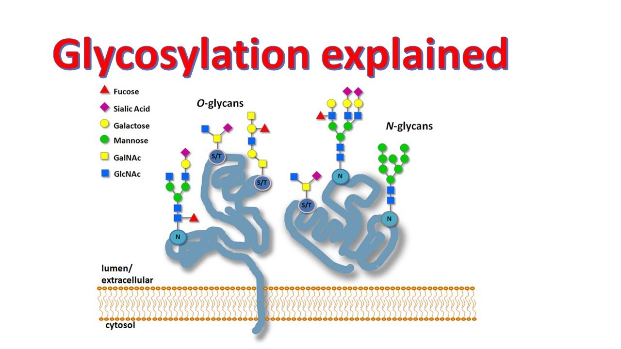 Glycobiology Glycosylation Of Proteins Factors Affecting