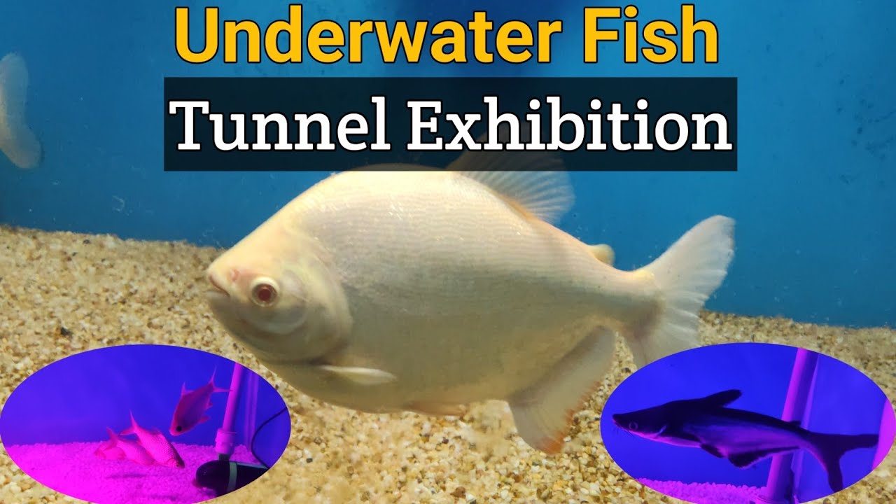 Underwater Fish Tunnel Exhibition Pune | Underwater Fish Tunnel ...