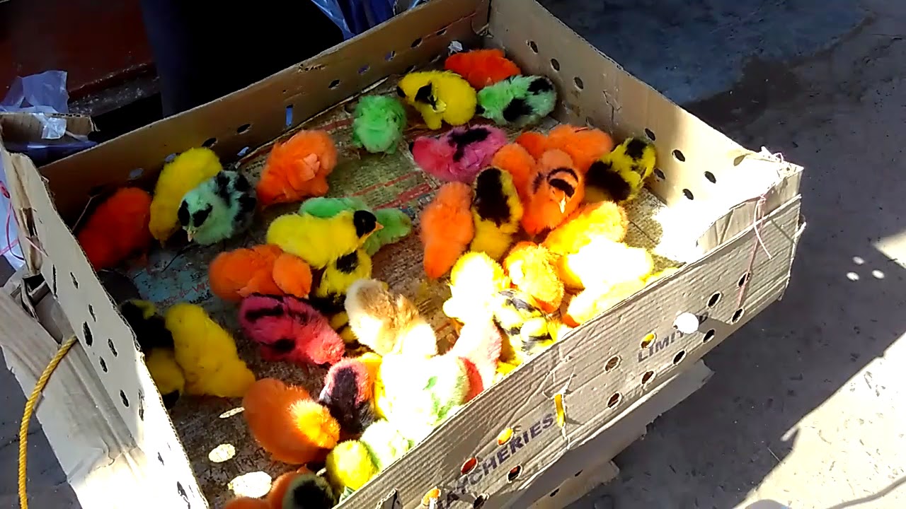 Dyed chick's... - YouTube