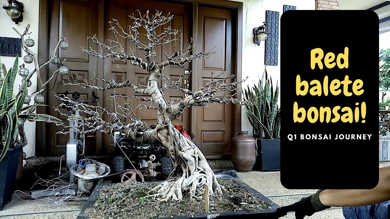 HOW TO MAKE RED BALETE BONSAI / FICUS CONCINNA - YouTube