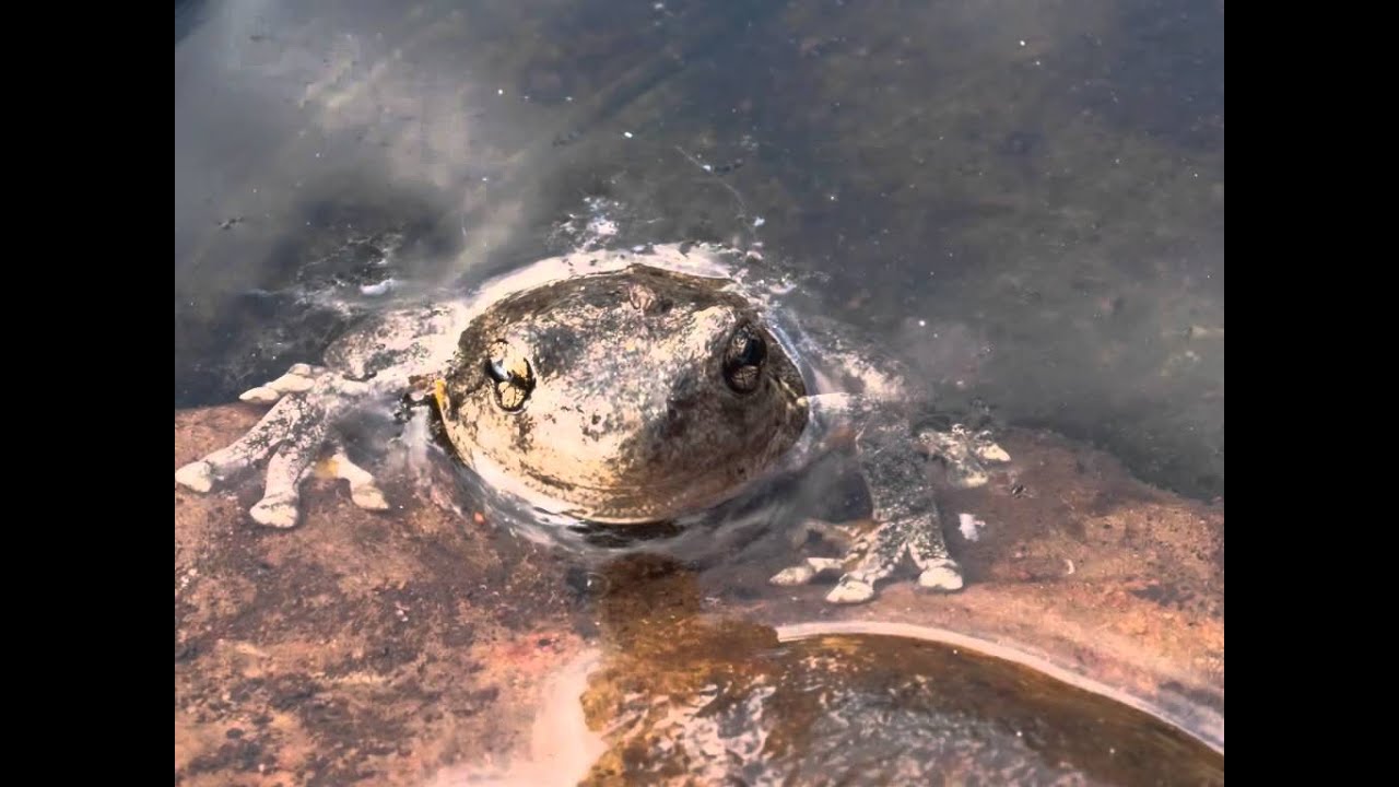 The Frog Who Didn t Croak mp4 YouTube the-frog-who-didn-t-croak-mp4-youtube