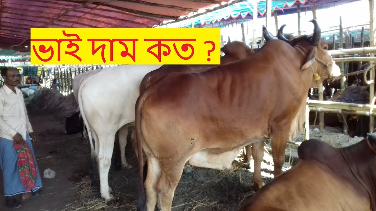 Giant nepali cow - Gabtoli Haat 2017 - EID-UL-Azha - Dhaka Gorur Haat ...