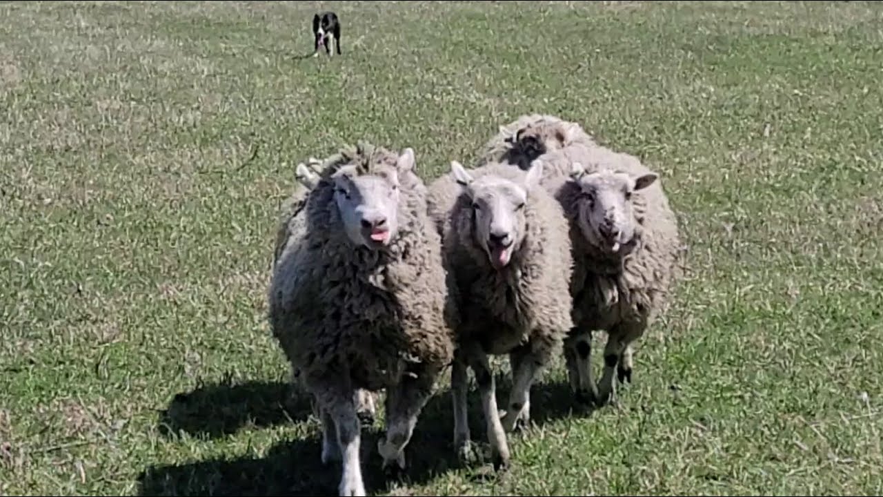 Wyn on sheep - "Come Bye" - YouTube