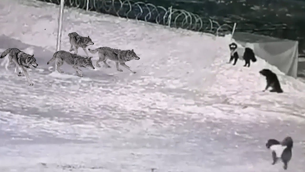 Lobos VS Perros, mira que pasa cuando los lobos se encuentran con ...