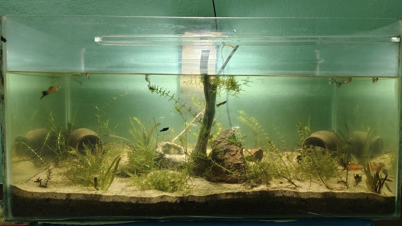 best fish food for aquarium fishes || dry worms food for guppy colour ...