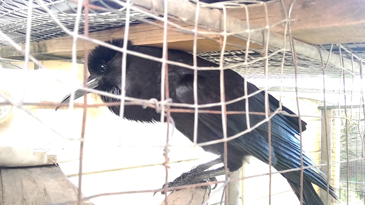 crow says hello - YouTube