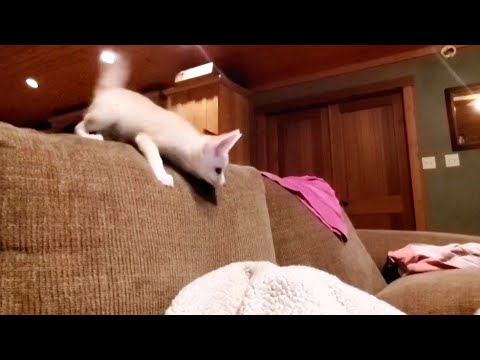 Fennec Fox POUNCE MODE Activated 🦊 - YouTube