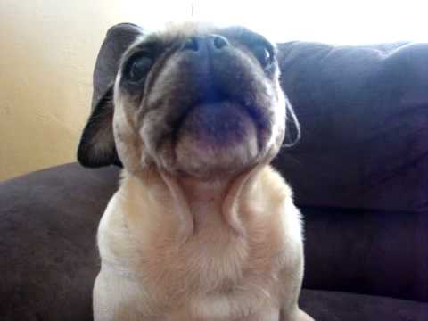Clancy the Pug saying, "Hello!" - YouTube